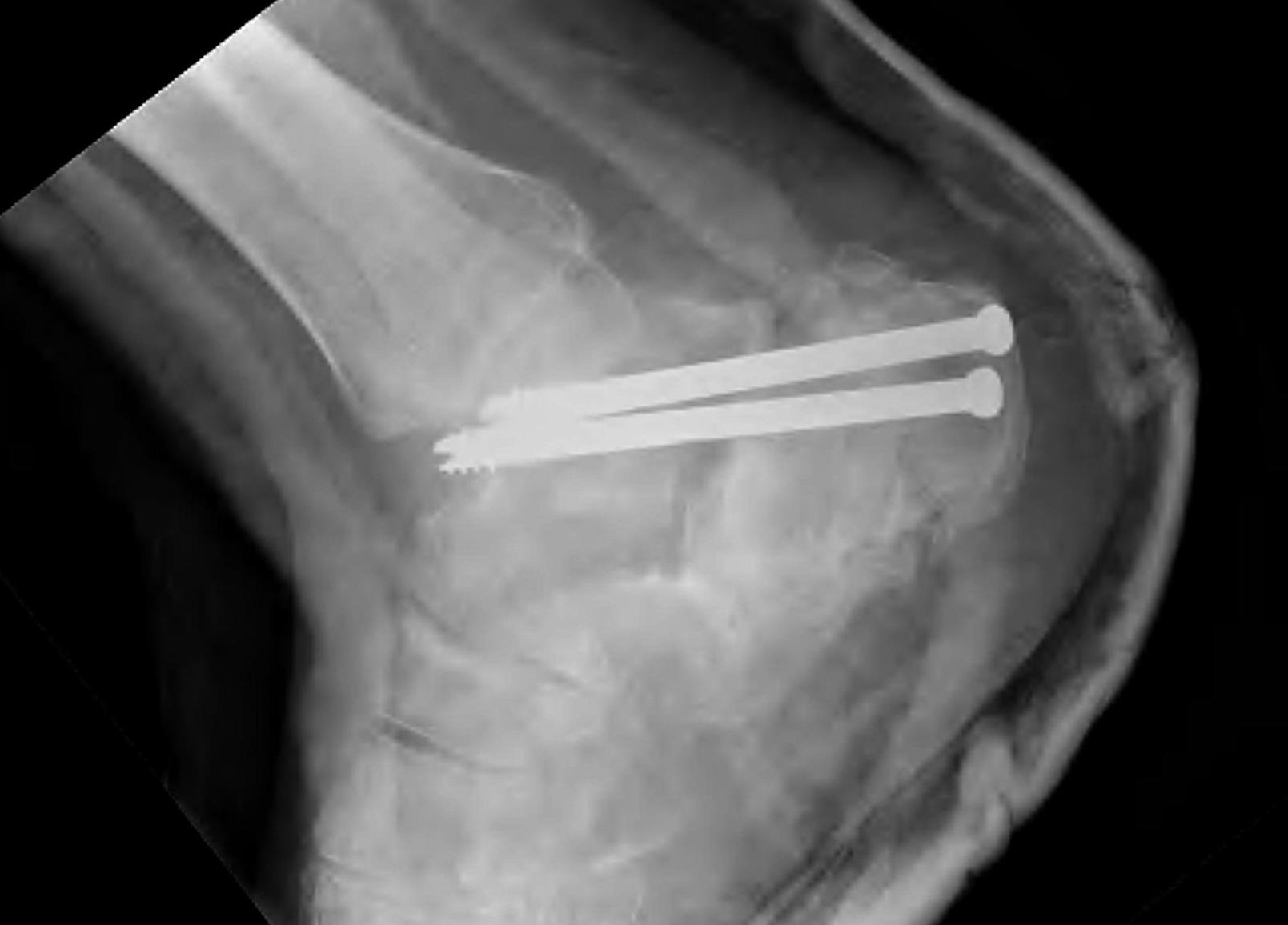 Management | The Bone School